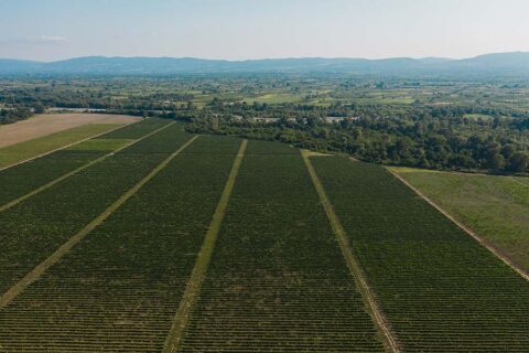 What Makes the Georgian Wine Region of Kakheti Special? - Askaneli ...